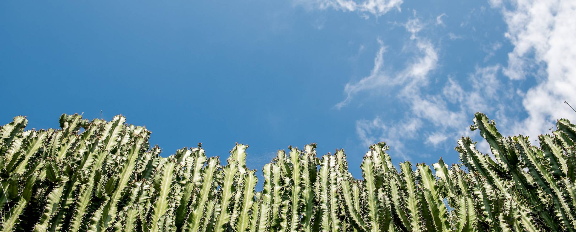 The Béodo trail - Visit Bordighera